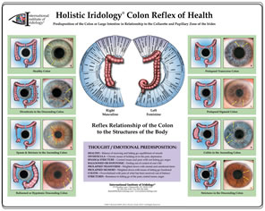 Colon_Chart-Thumb – Dr. Pesek's Holistic Iridology